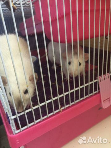 Декоративная крыса