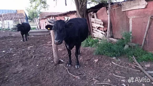 Коровы молочные стельные