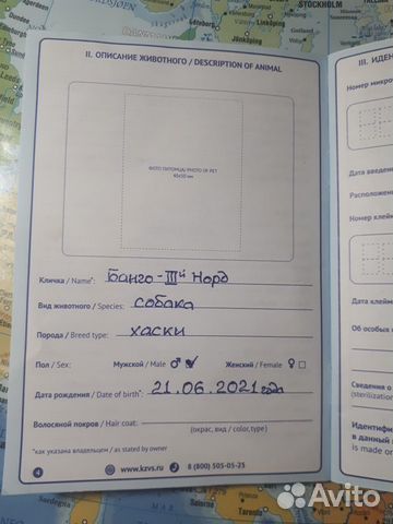 Отдам в добрые руки