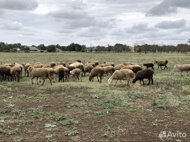 Котные матки