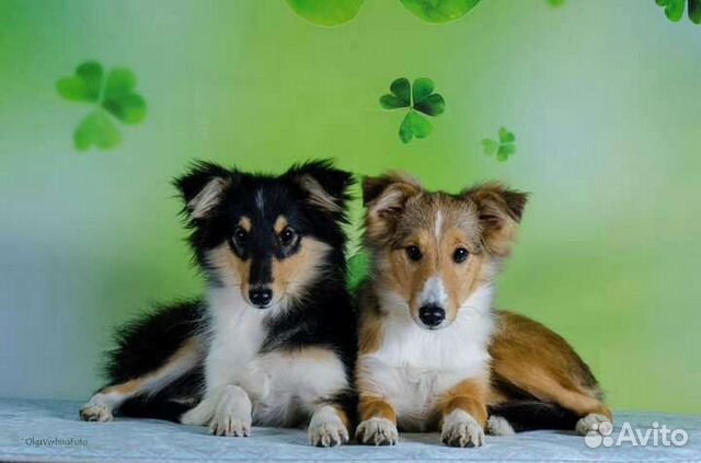 Шенки шелти, девочки