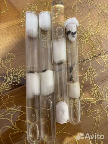 Муравьи лазиус нигер