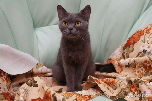 Британская