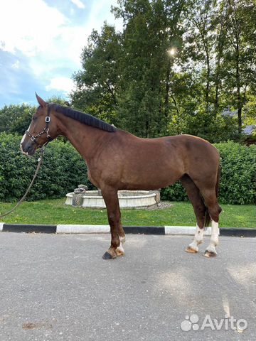 Продаётся кобыла в спорт