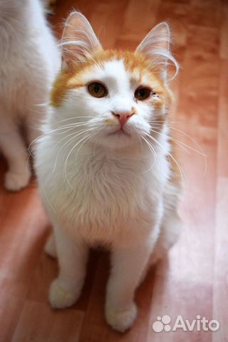 Котенок Амур 9 мес