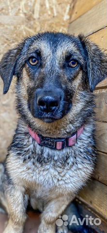 Красавица и умница Ева ищет дом