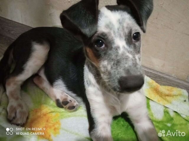 Очаровательная девочка в добрые руки