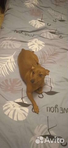 Вязка цвергпинчер. Девочка ждет)