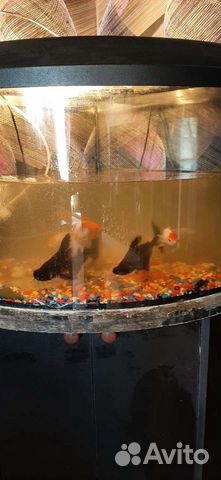 Аквариум с рыбками