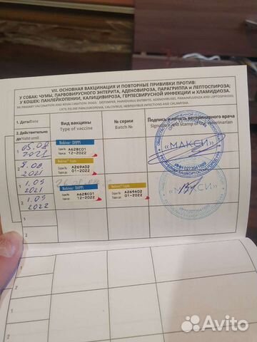 Щенок Хаски