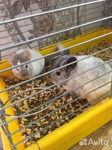 Шиншилла мальчик