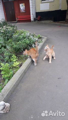 Котята рыжие игривые в добрые руки