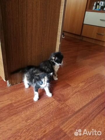 Котёнок Маруся ищет дом