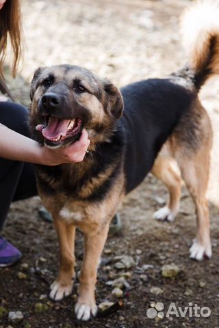 Небольшая очаровашка Шанель, собака в дар