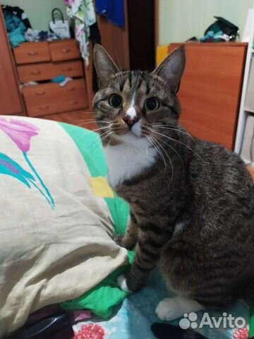 Кот бесплатно