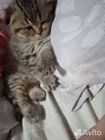 Британские котята