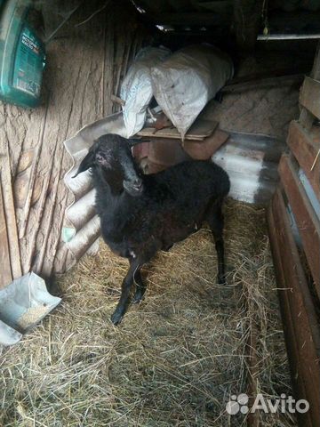 Курдючные бараны овцы обмен