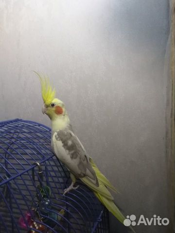 Коррела мальчик