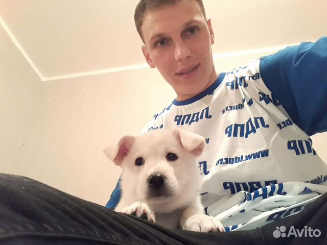 Щенки лабрадора