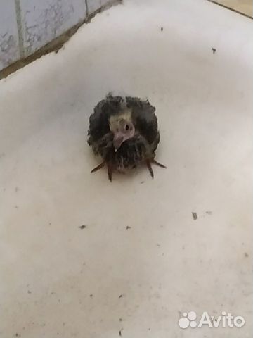 Птенец голубя