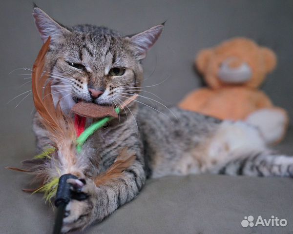 Котик Флинт ищет дом