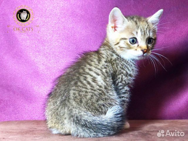 Котенок из помета манчкина и курбоба