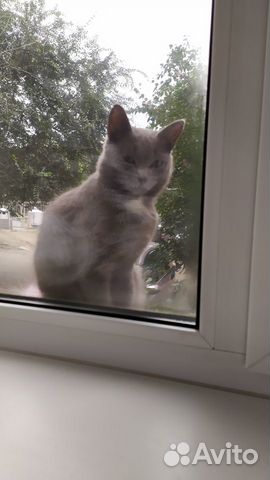 Котёнок подросток в хорошие руки
