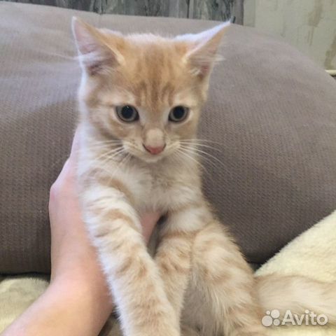 Котенок от породистой кошки