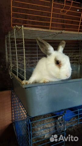 Декоративные кролики