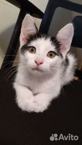 Котенок-мурлыка