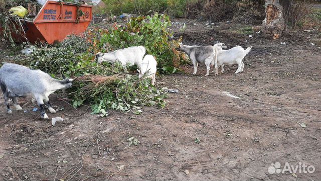Продаются два козлята и козленок.6 месяцев, по пят