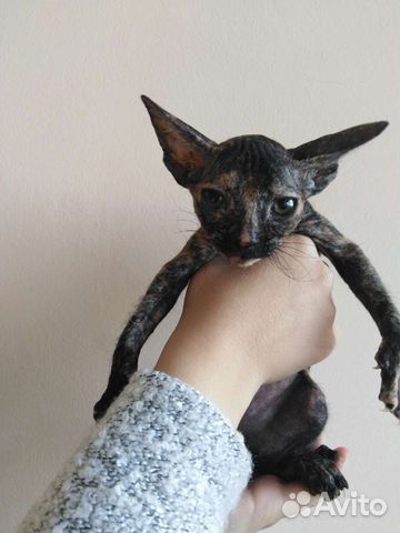 Кошка донской сфинкс