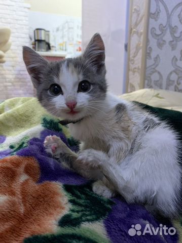 Котенок девочка бесплатно