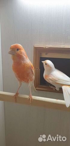 Певчие птицы