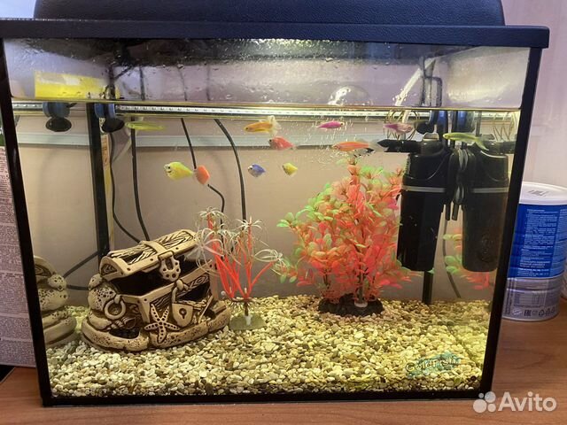 Аквариумные рыбы