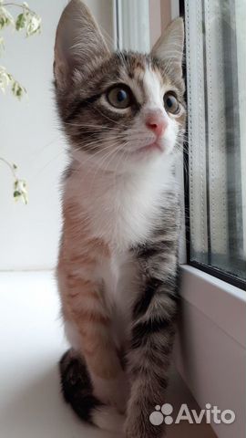 Красивая кошечка бесплатно