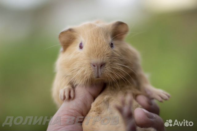 Морская свинка кремовый гладкошерстный мальчик