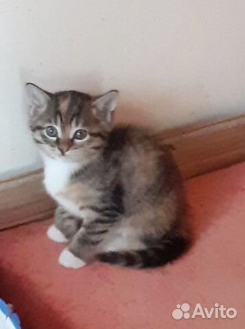 Британские котята (смесь с Шотландской)