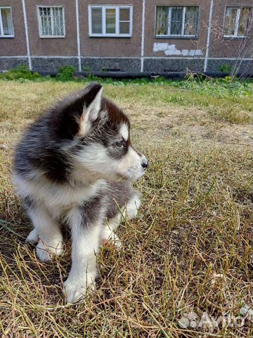 Собаки хаски щенки