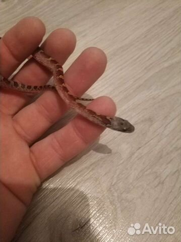 Маисовый полоз Bloodred