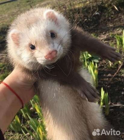 Хорек на вязку