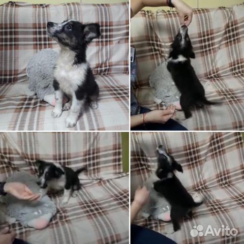 Щенок небольшой собачка Понка