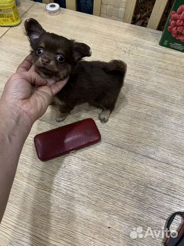 Чихуахуа мини Душенька