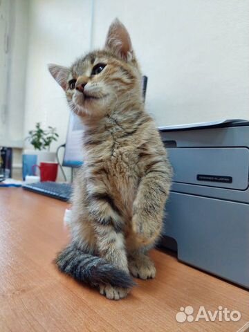 Семен Семеныч