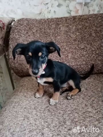 Такса бесплатно