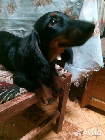 Продам щенка Длинношерстной Таксы