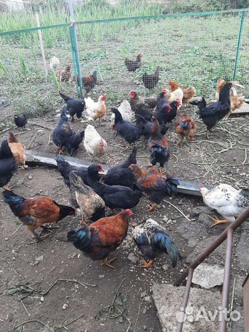 Птица домашняя петрушки опт домашние