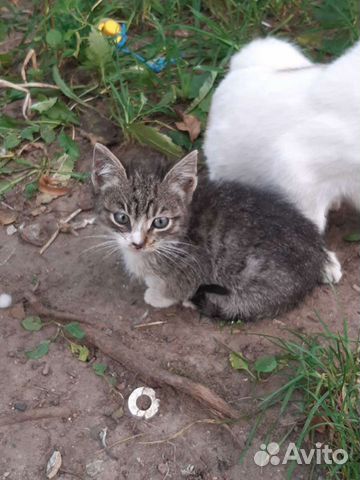 Котята ручные 2 месяца