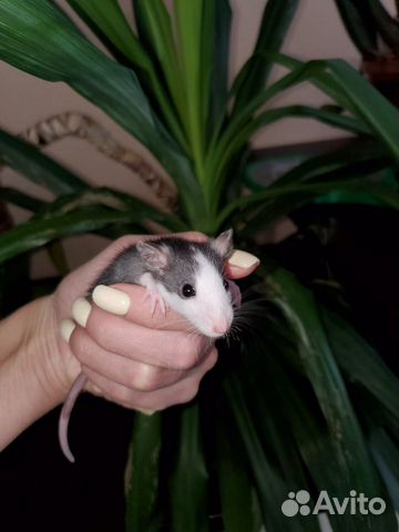 Декоративные крыски джамбо