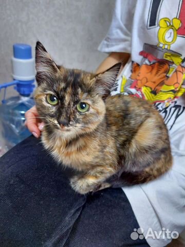 Отдам котенка в добрые руки